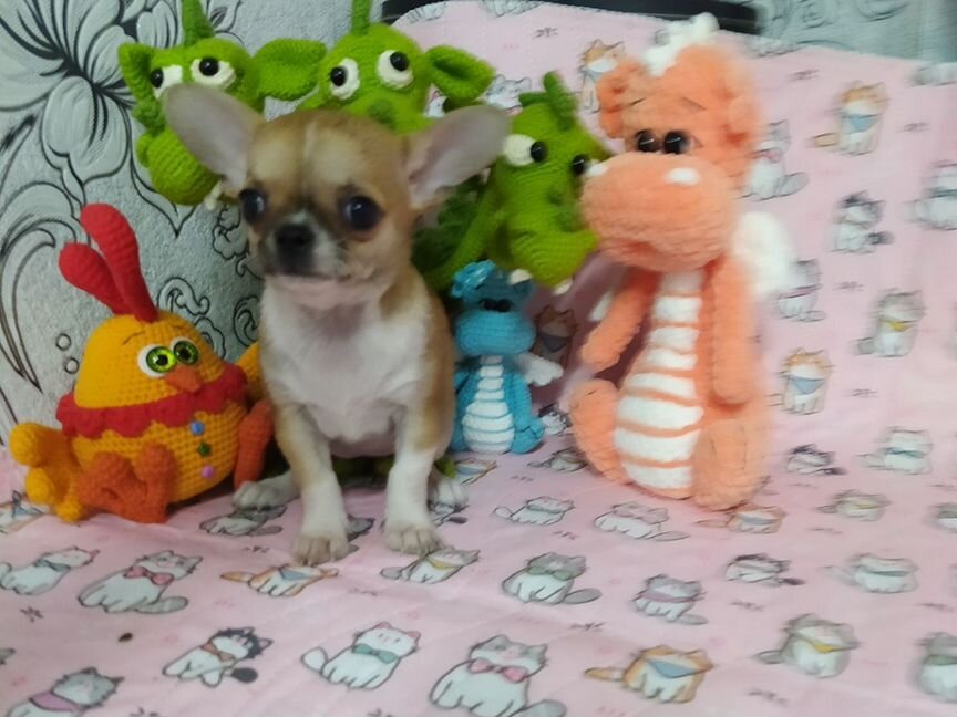 Минюшка девочка Чихуахуа