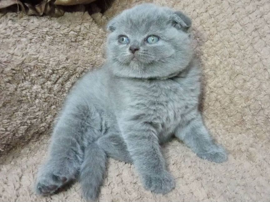 Шотландские котята