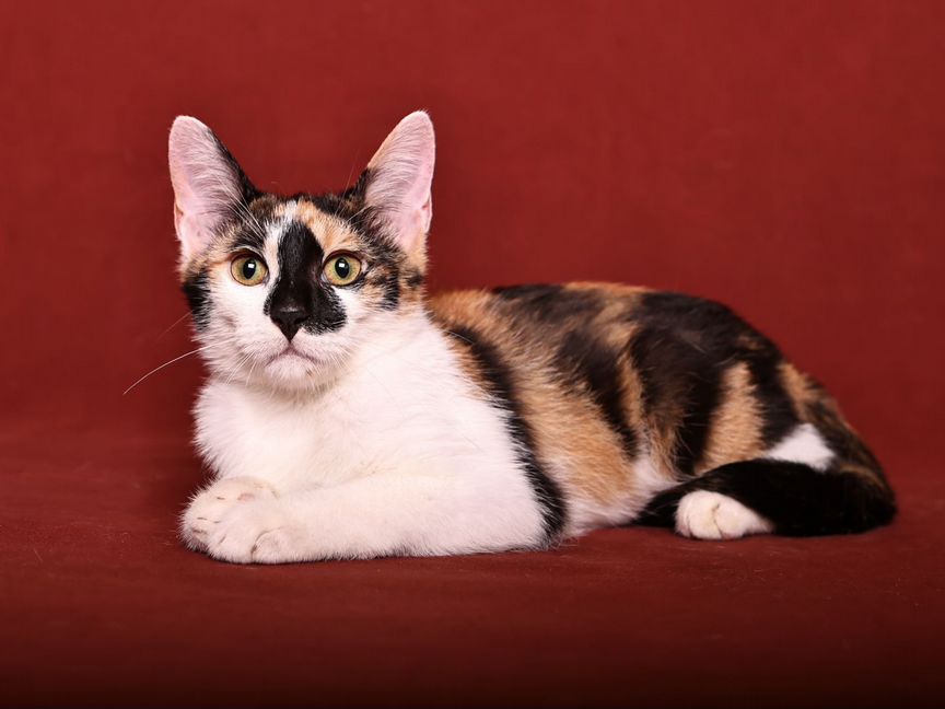 Котенок ищет дом