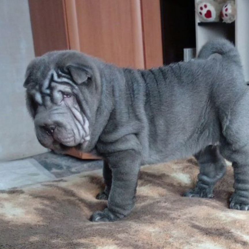 Щенки шарпей