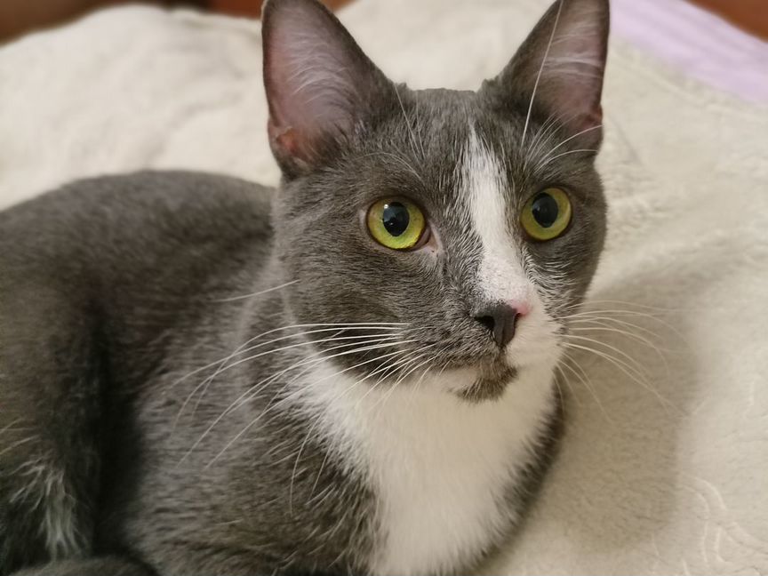 Котейка ждёт свою семью