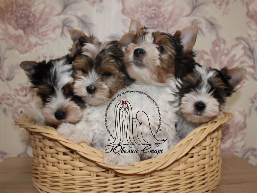 Бивер терьер щенок