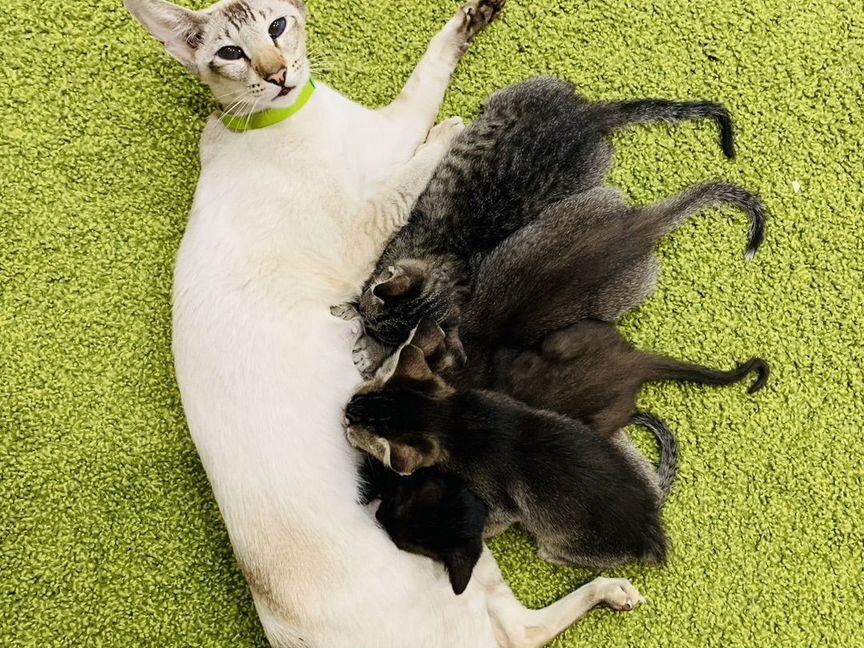 Ориентальные котята