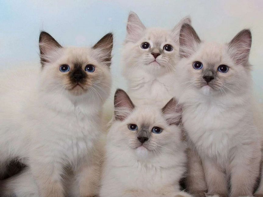 Нарядные котята
