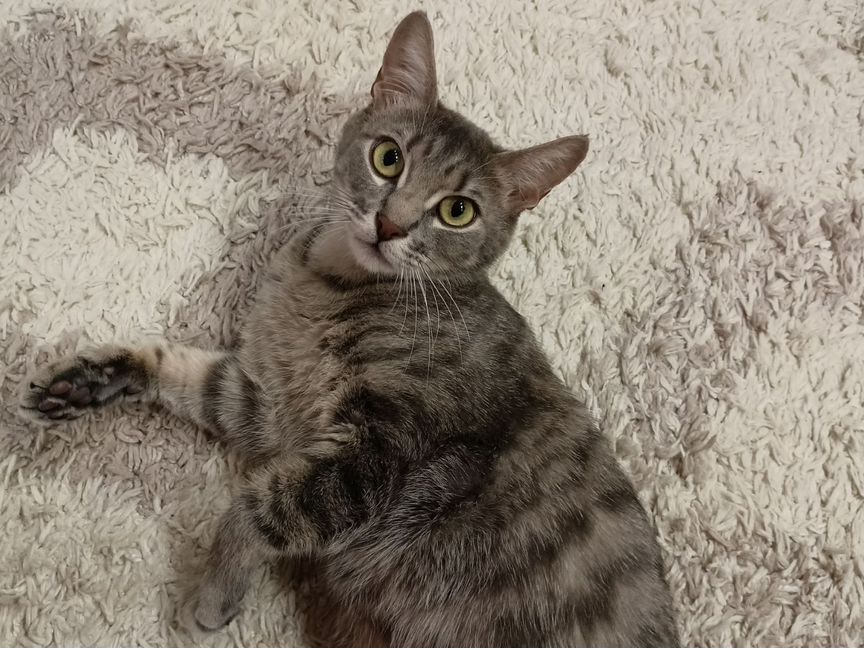 Кошка в добрые руки