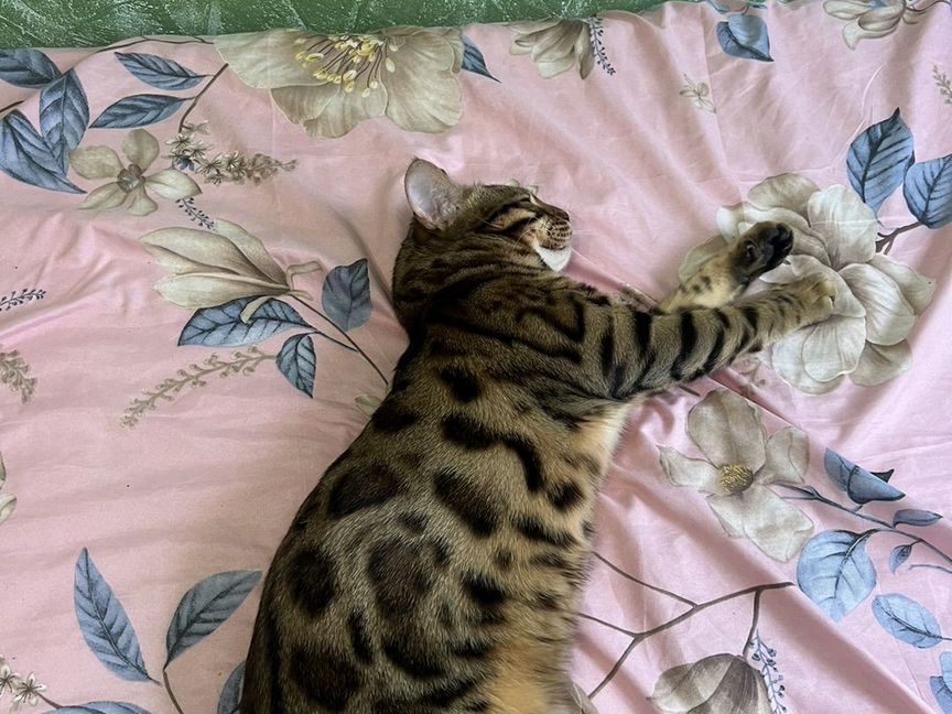 Бенгальские котята