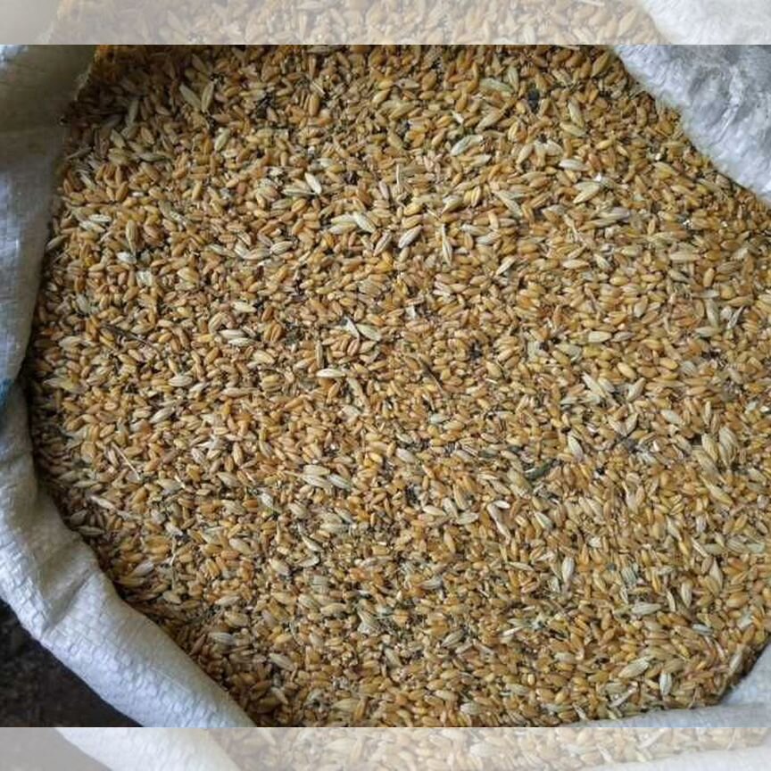 Зерноотходы пшеничные