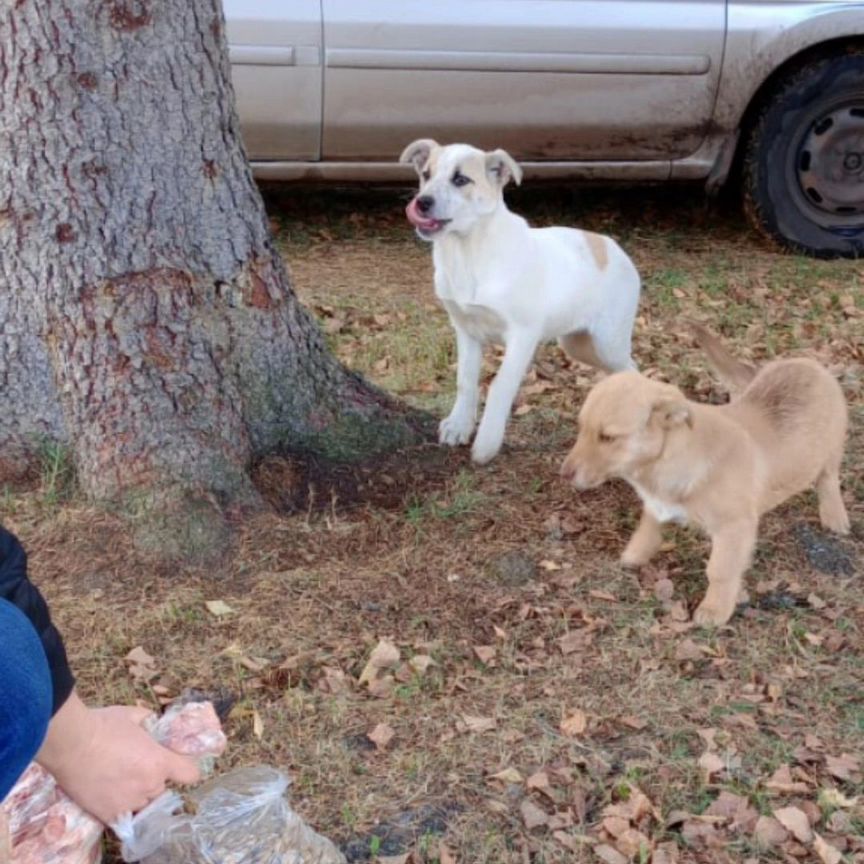 Чудесные малыши мечтают о доме или передержке