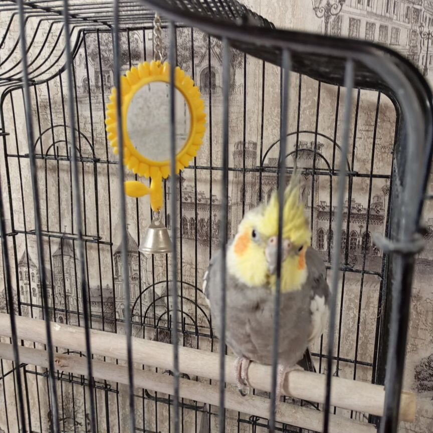 Попугай Сема, вместе с клеткой