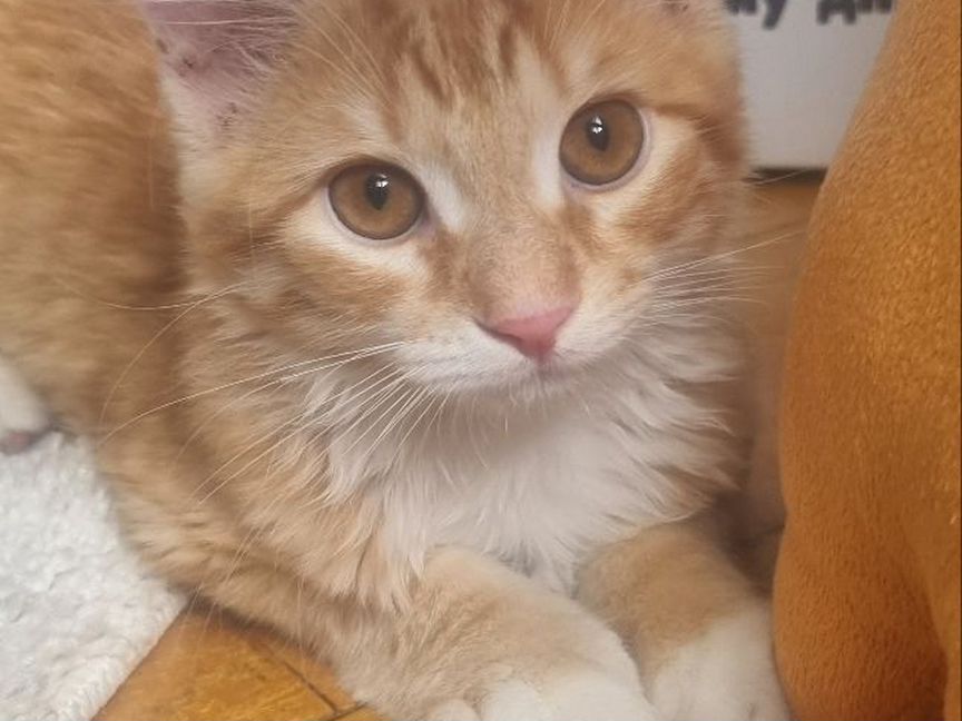 Котенок ищет новый дом