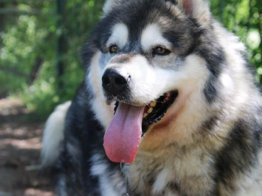 Маламут в поисках хозяина