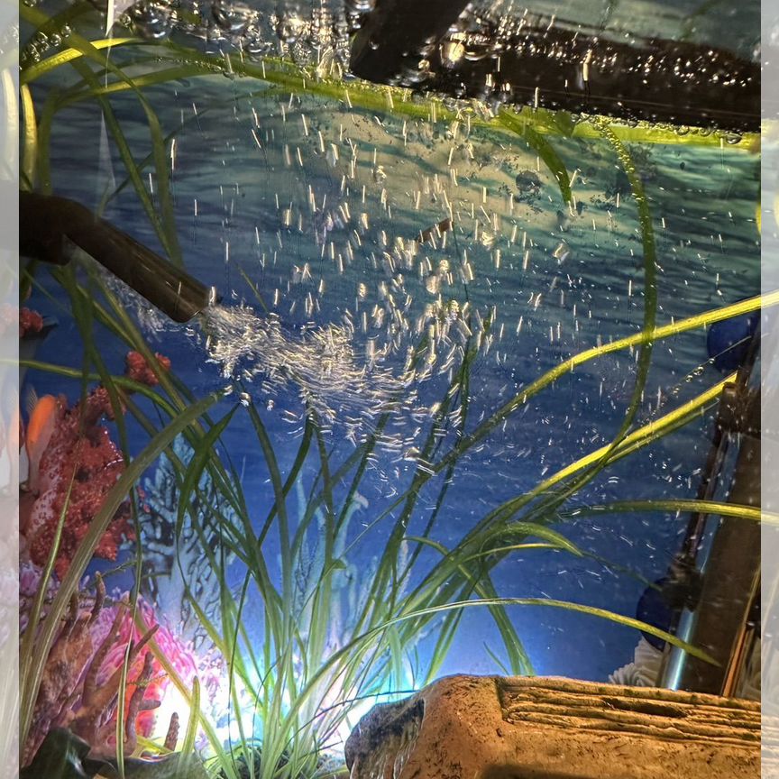 Аквариумное растение валлиснерия прямая