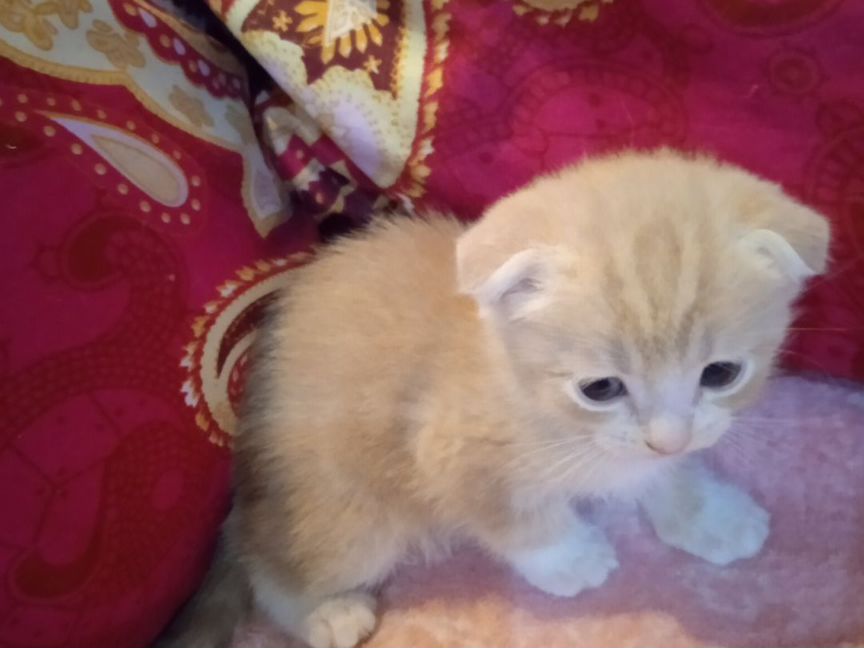 Шотландские вислоухие котята