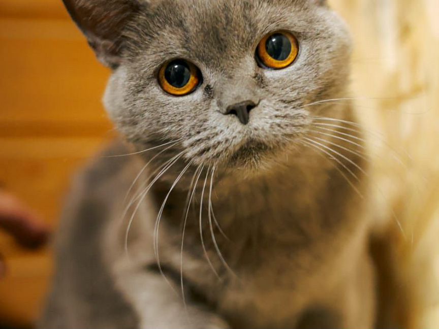 Эльза молодая кошечка в поиске дома