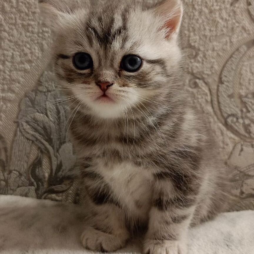 Шотландский прямоухий короткошёрстный котёнок