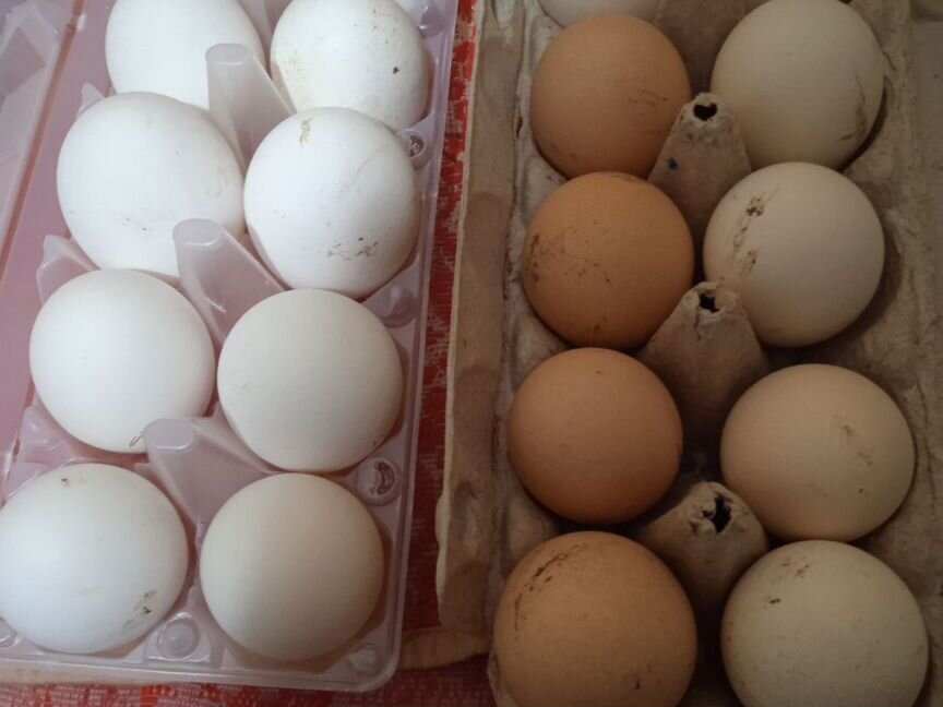 Ия Леггорна