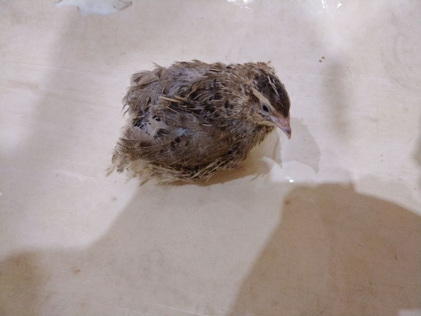 Китайские перепелки Селадон