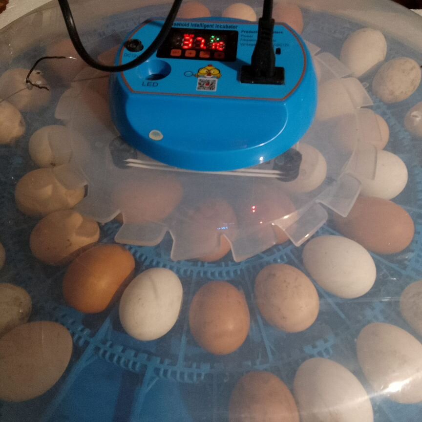 Инкубатор на 52яйца