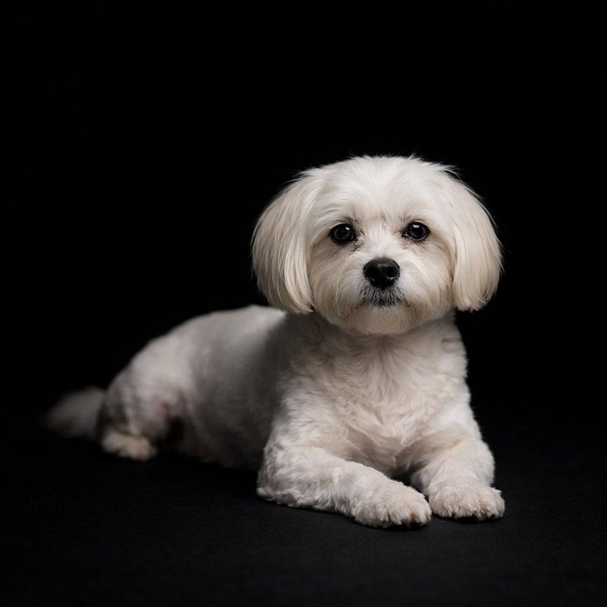 Мальтийская болонка, взрослый пёс