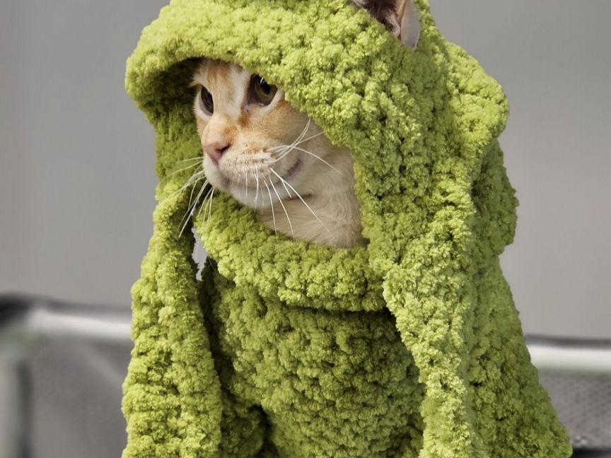 Бурманские котята