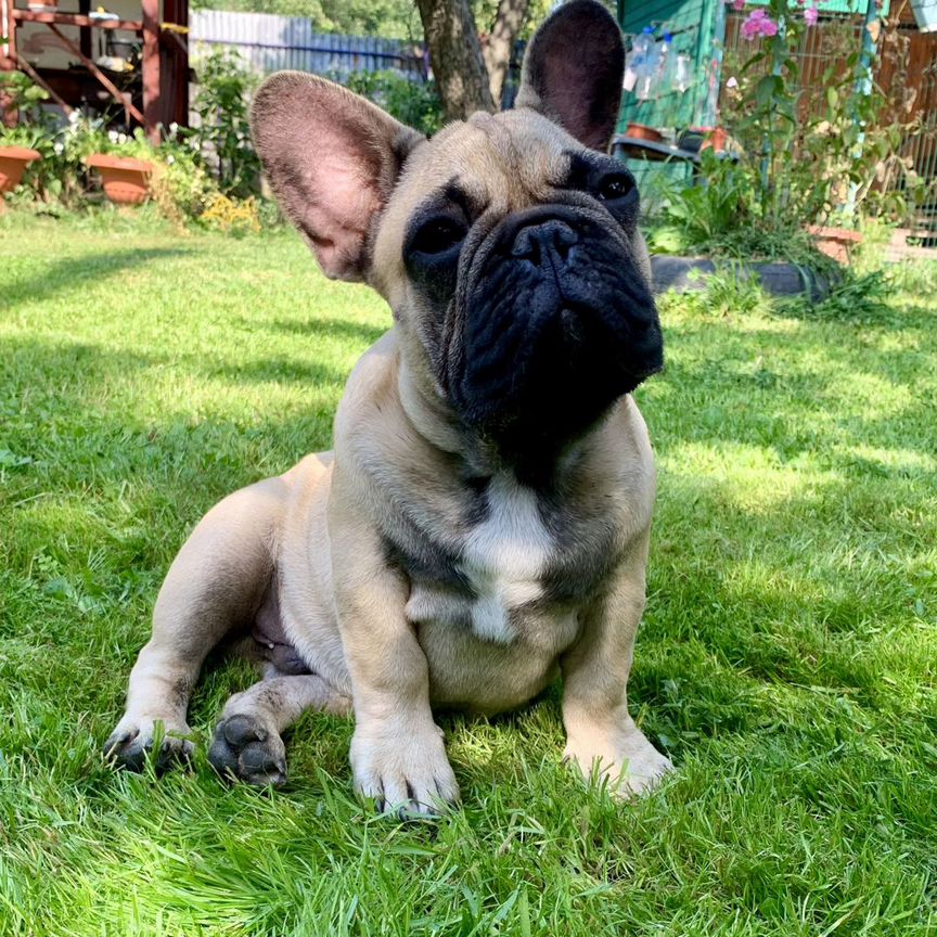 Палевый мальчик с документами РКФ