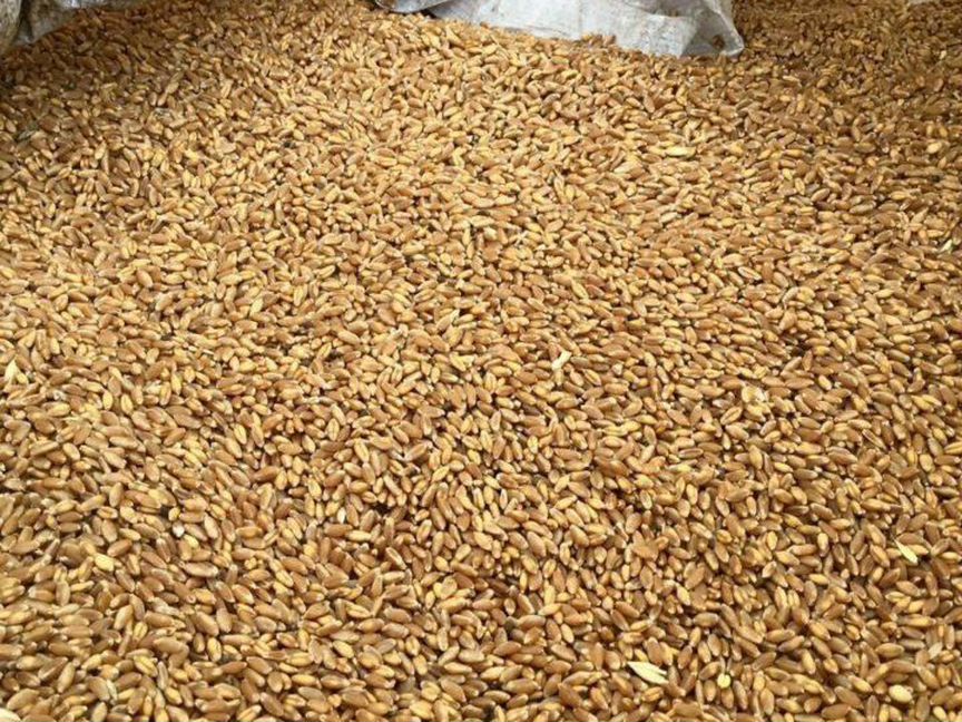 Зерно пшеницы, ячменя и овса сортированный