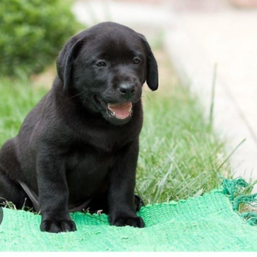 Коржик 3 мес вырастет не большой