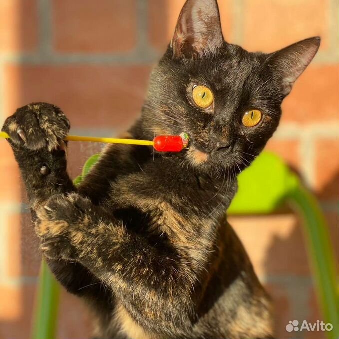 Моника ищет семью