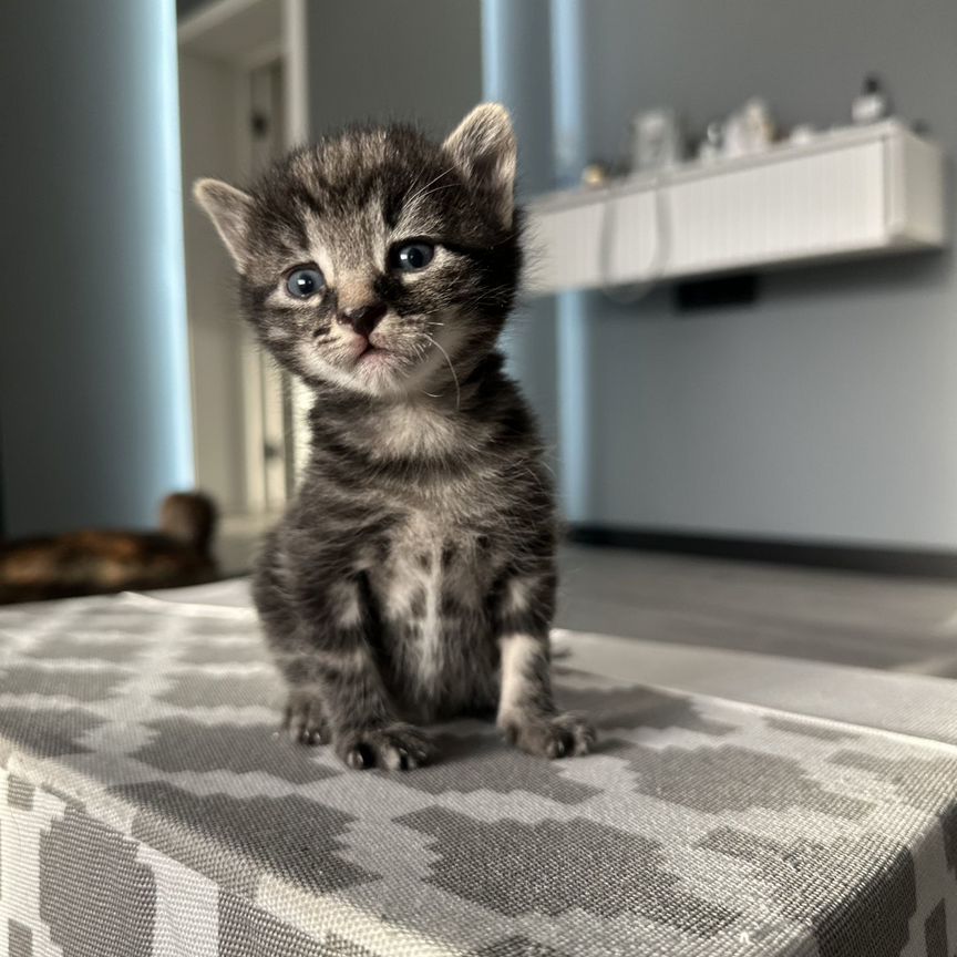 Котята курильский бобтейл