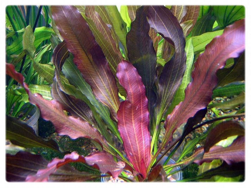 Аквариумные растения