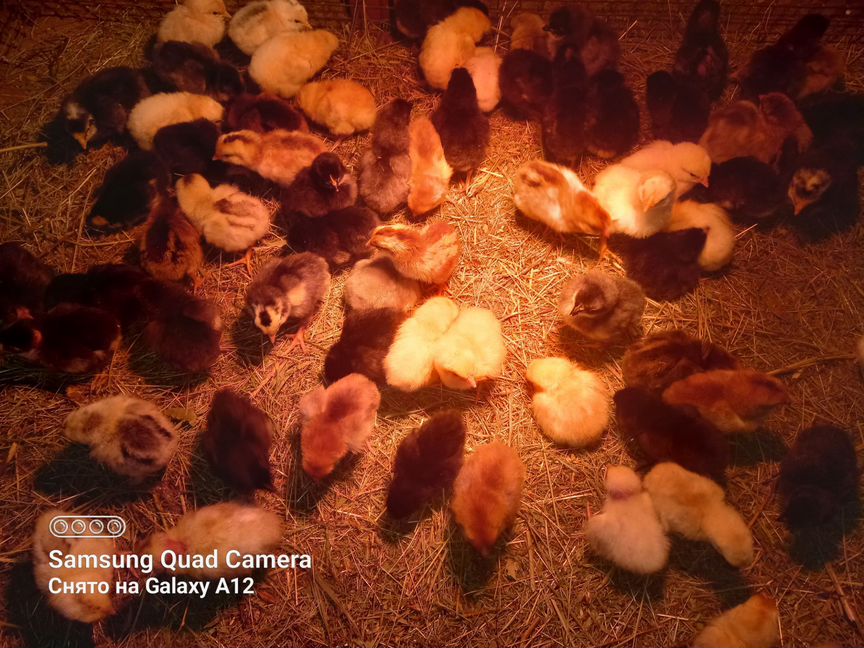 Цыплята суточные несушки