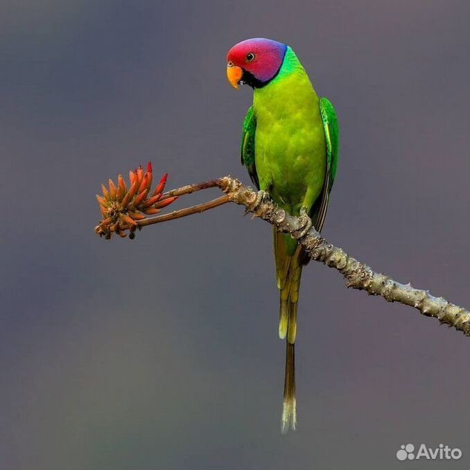Кольчатый Сливоголовый попугай