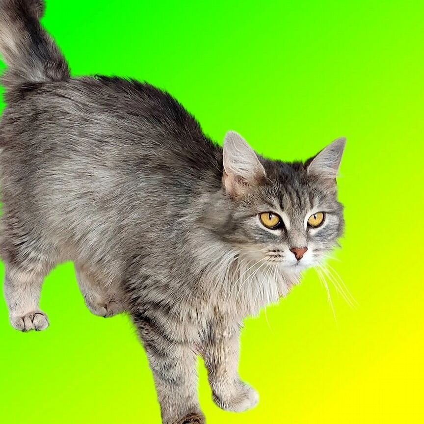 Присли в добрые руки