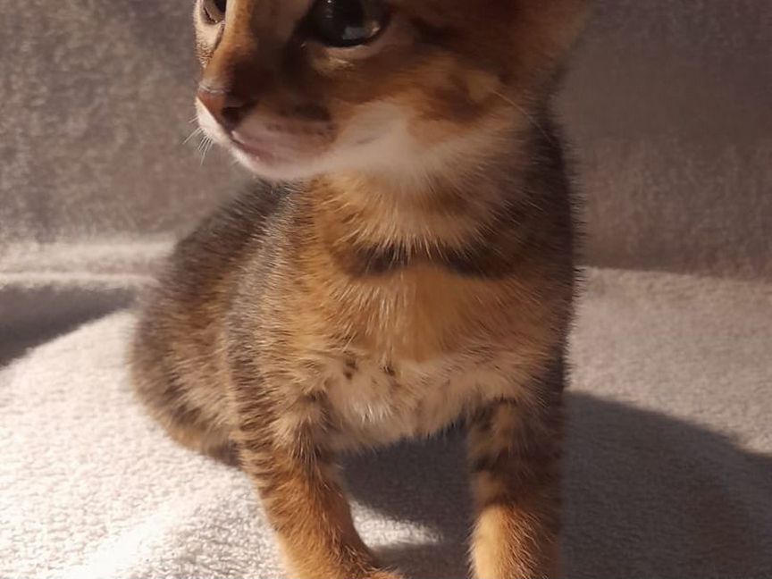 Продам котенка Абиссинец