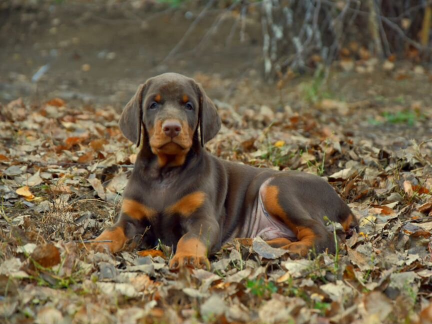 Щенки добермана с документами