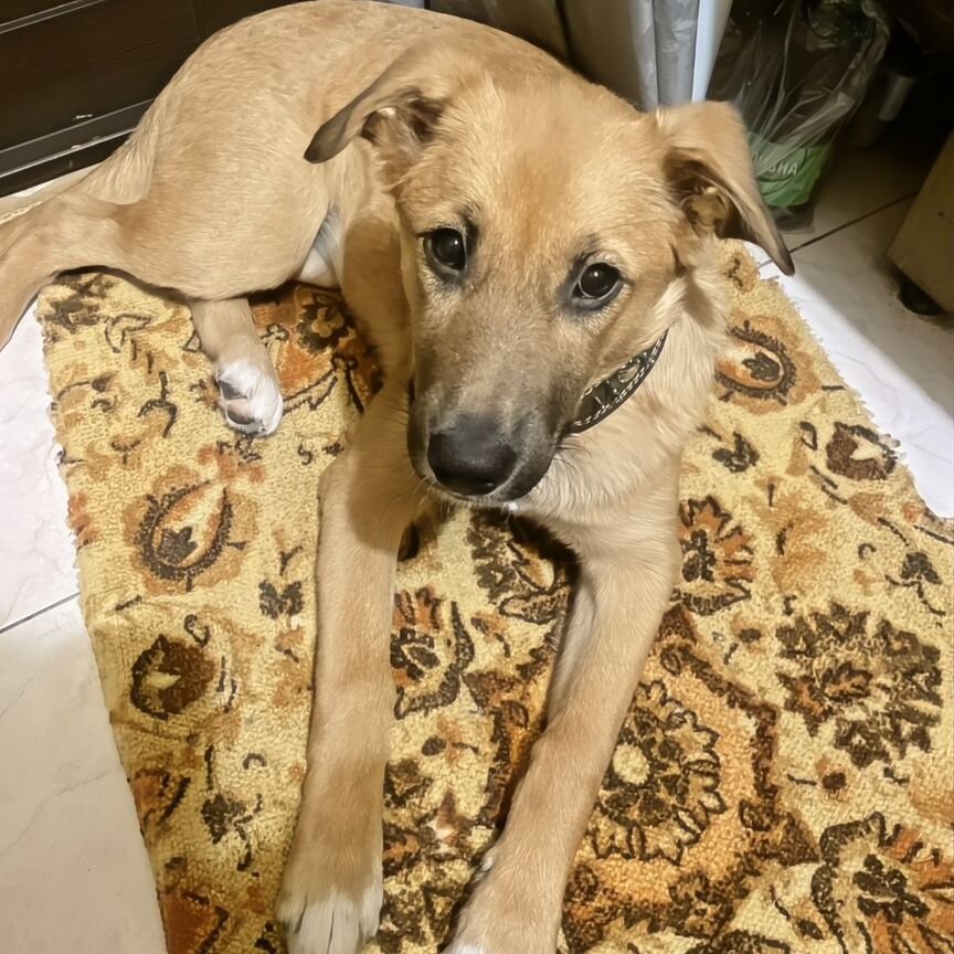 Щенок в добрые руки