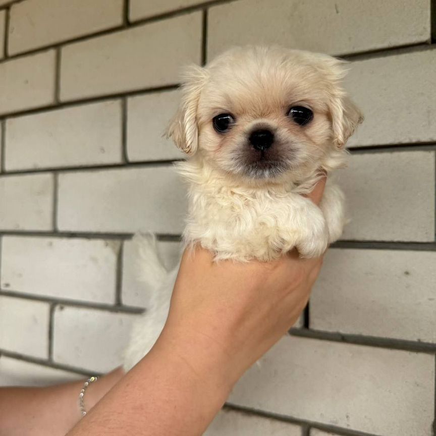 Щенки пекинеса