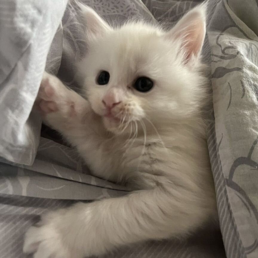 Котята мейн-кун