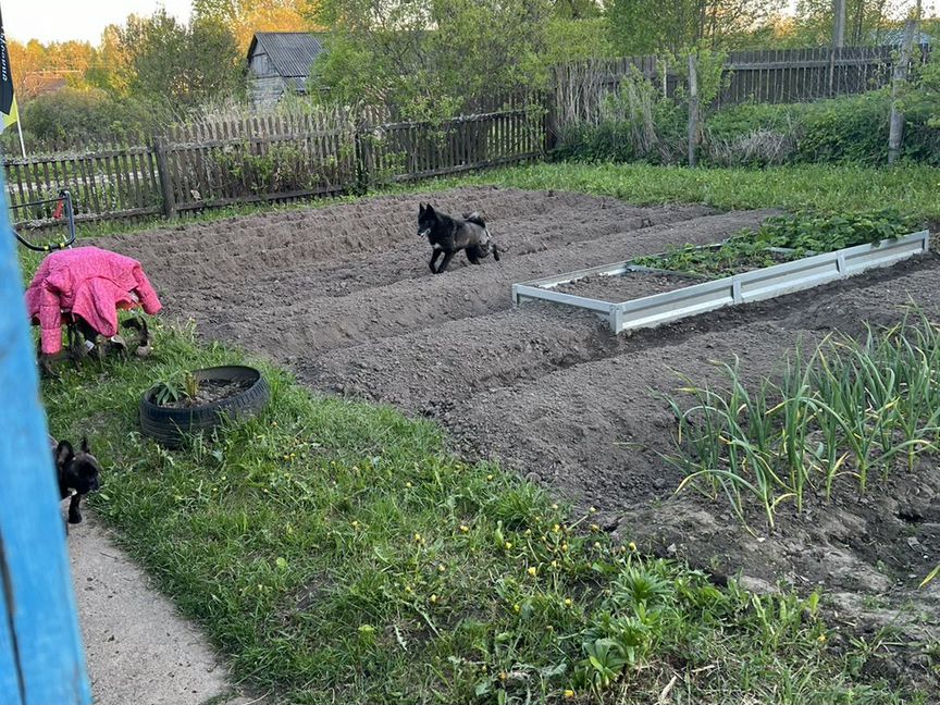Собаки лайки