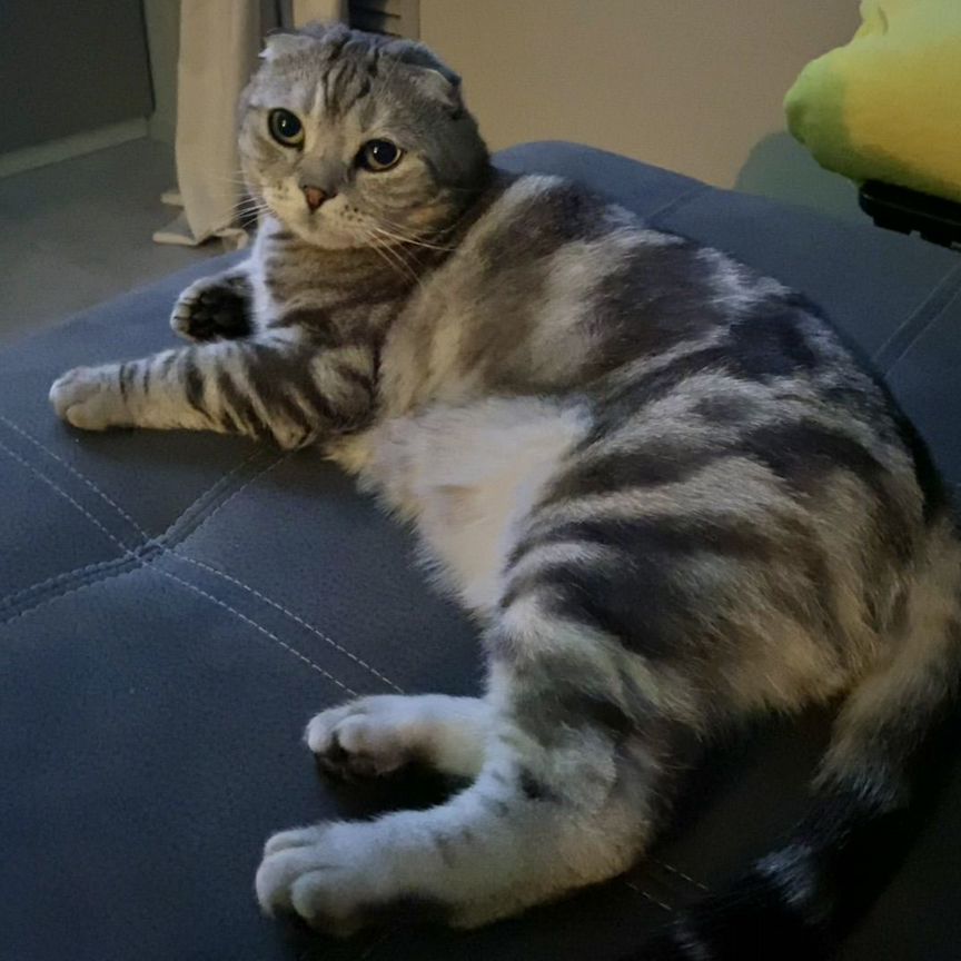 Шотландец вислоухий в добрые руки бесплатно