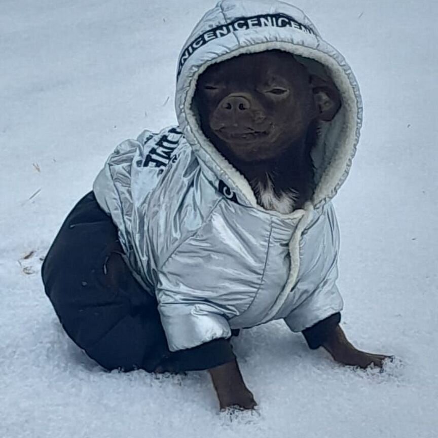 Чихуахуа, щенок