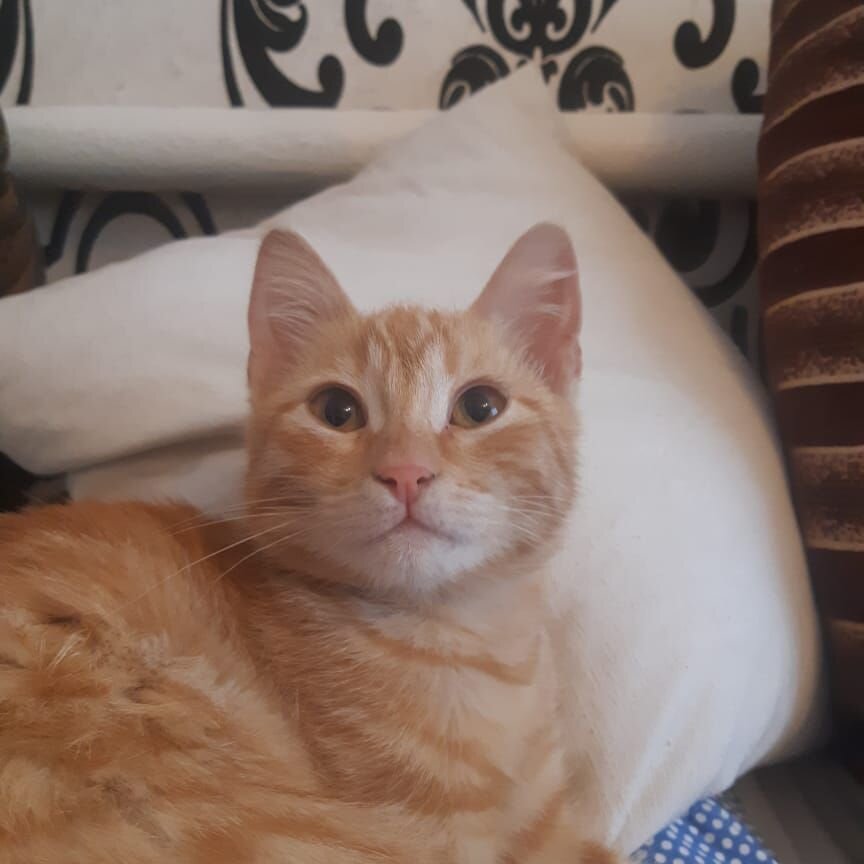 Котик 2,5 месяца