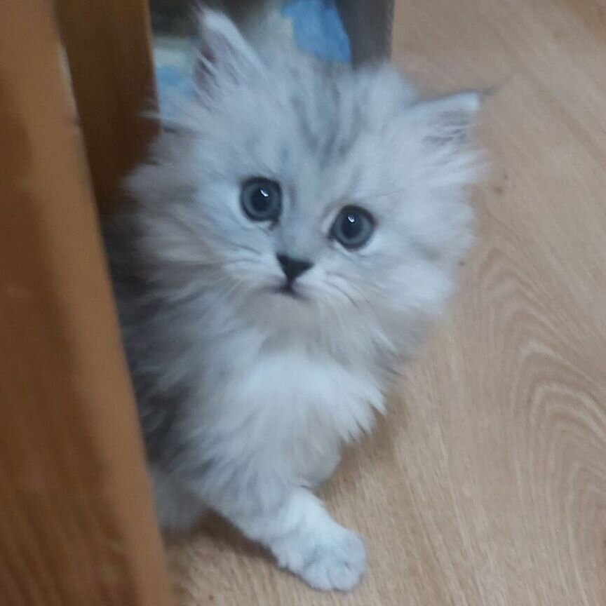 Британский длинношёрстный котёнок