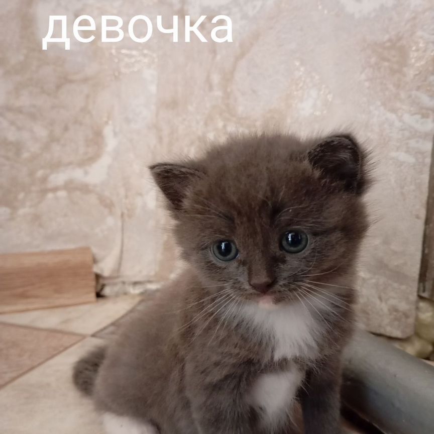 Беспородные котята