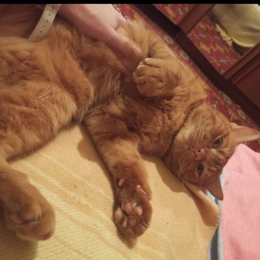 Ориентальный, взрослый кот