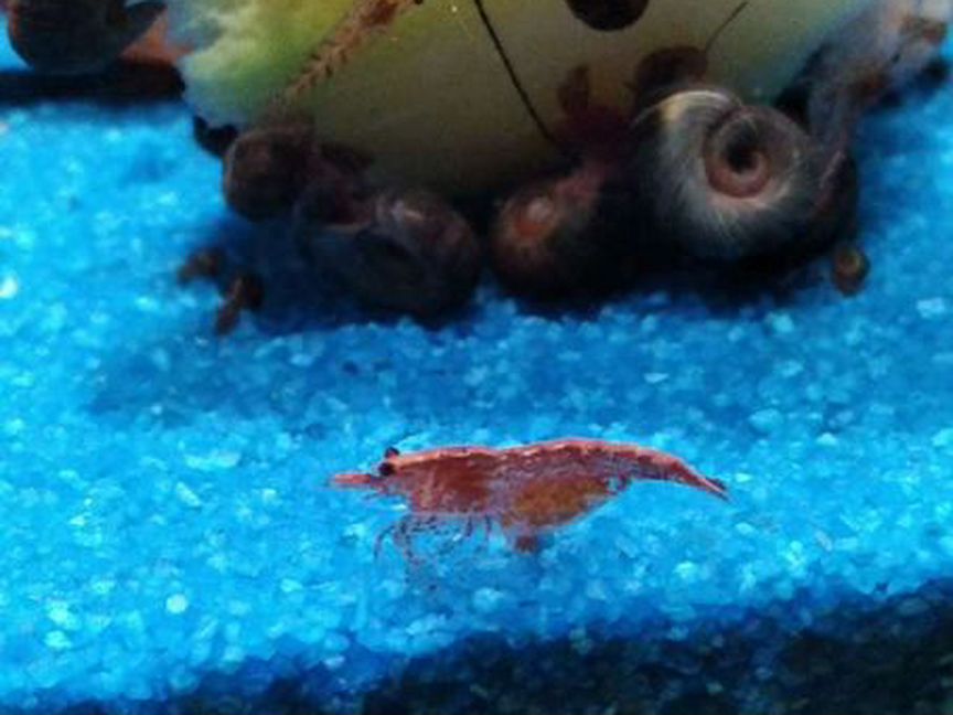 Аквариумные креветки Чери