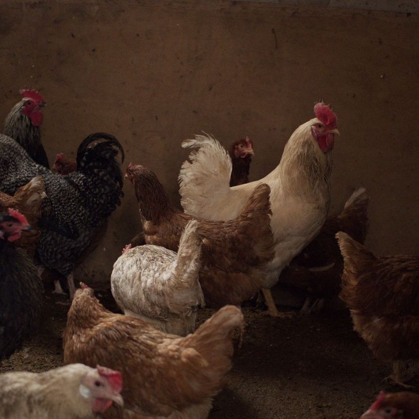 Куры на суп