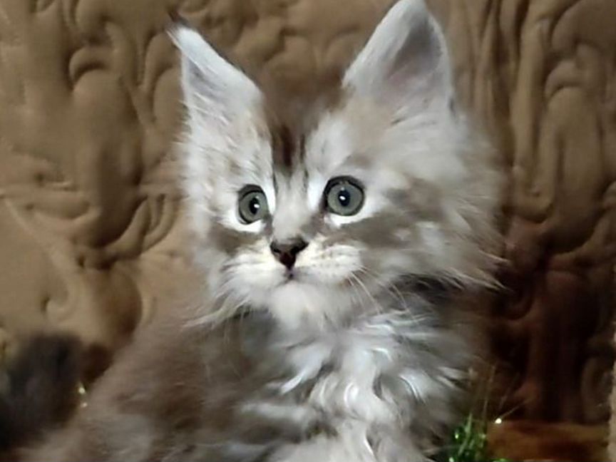 Котята мейн-кун