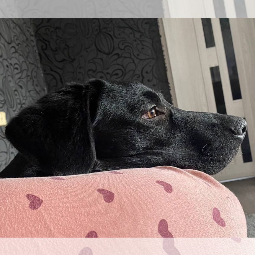 Лабрадор-ретривер, взрослый пёс