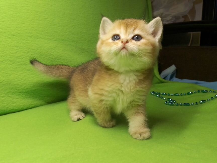 Британские котята Золотая шиншилла
